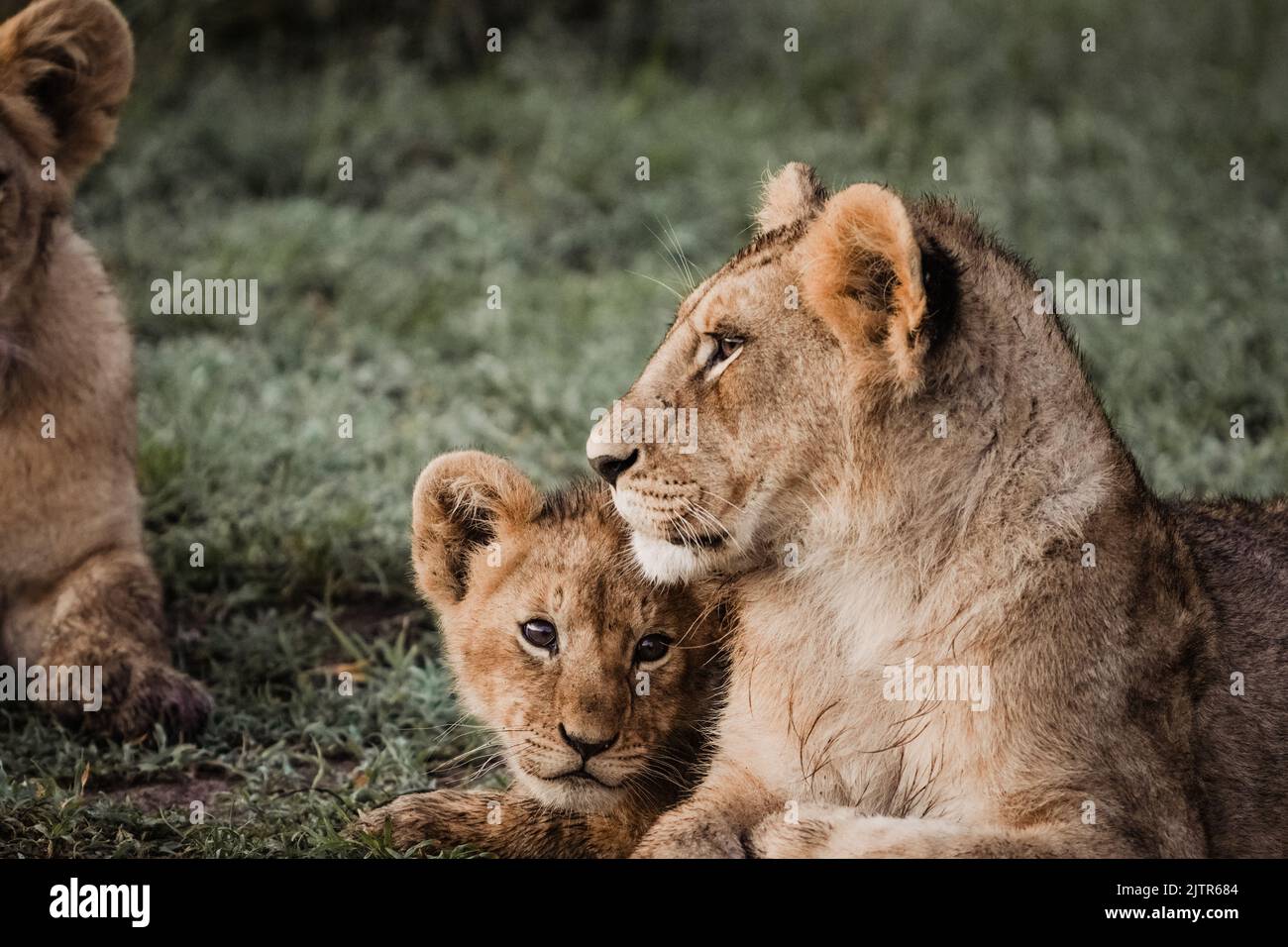 The young lions in the savanna. African wildlife Stock Photo - Alamy