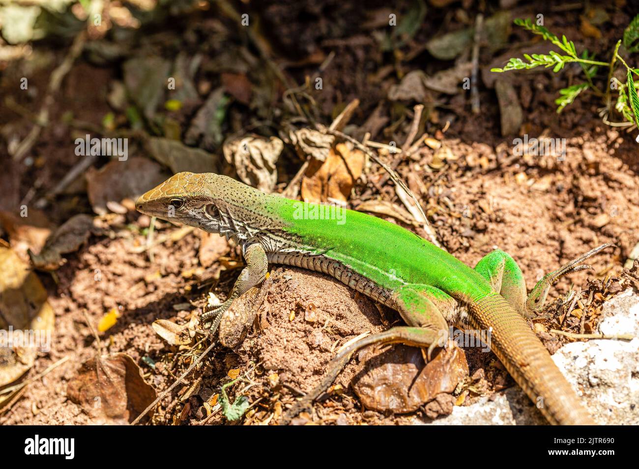 Green lizard (Ameiva ameiva) sunbathing Stock Photo - Alamy