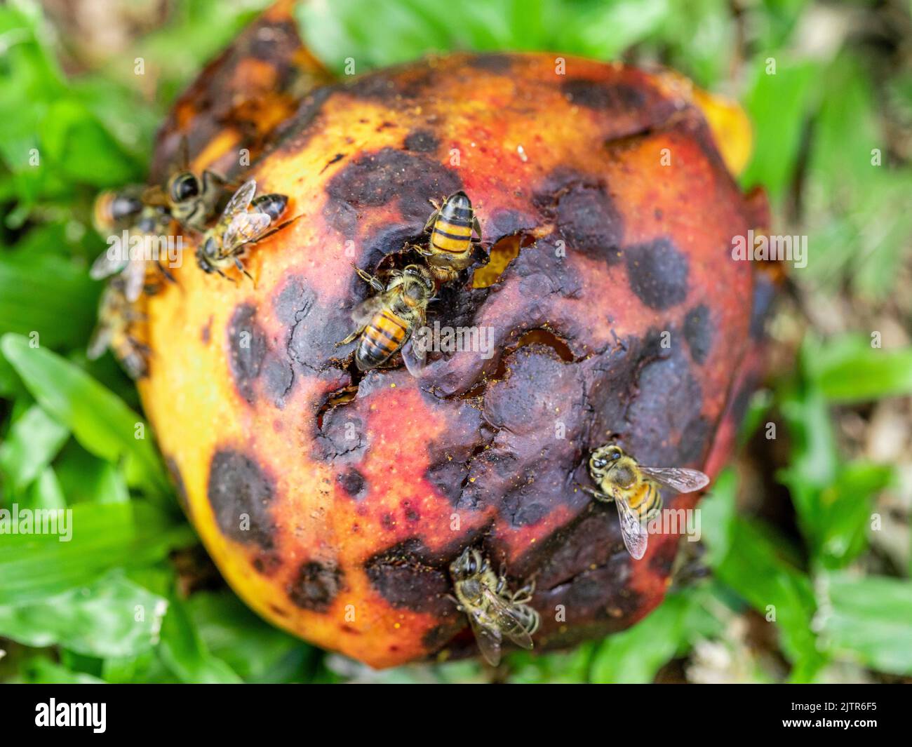 Macro photo of bee eating mango Stock Photo - Alamy