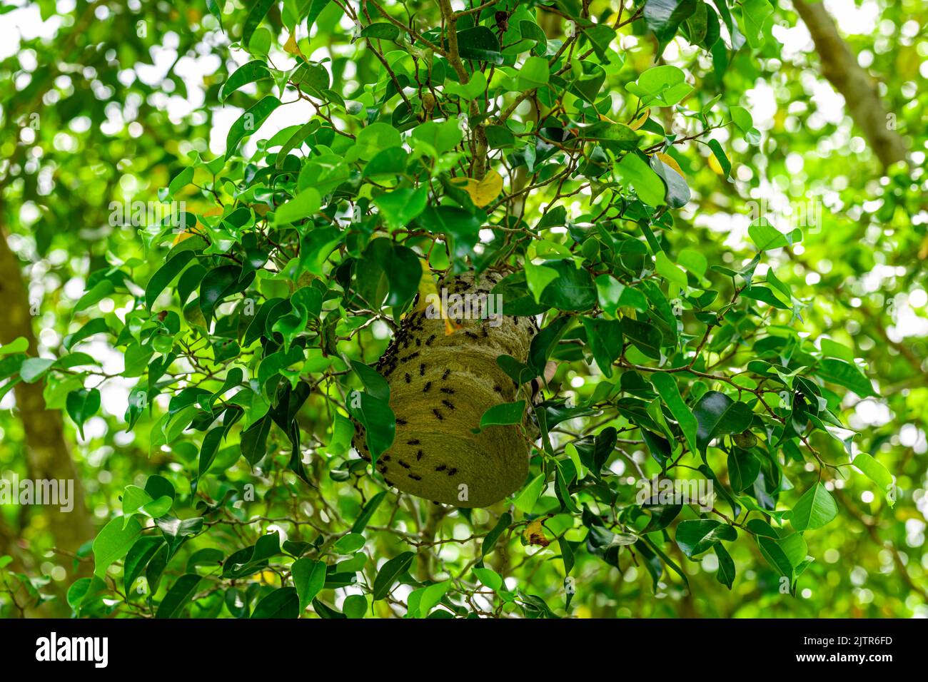 Bee nest in the middle of leaves on the branch of a tree Stock Photo ...