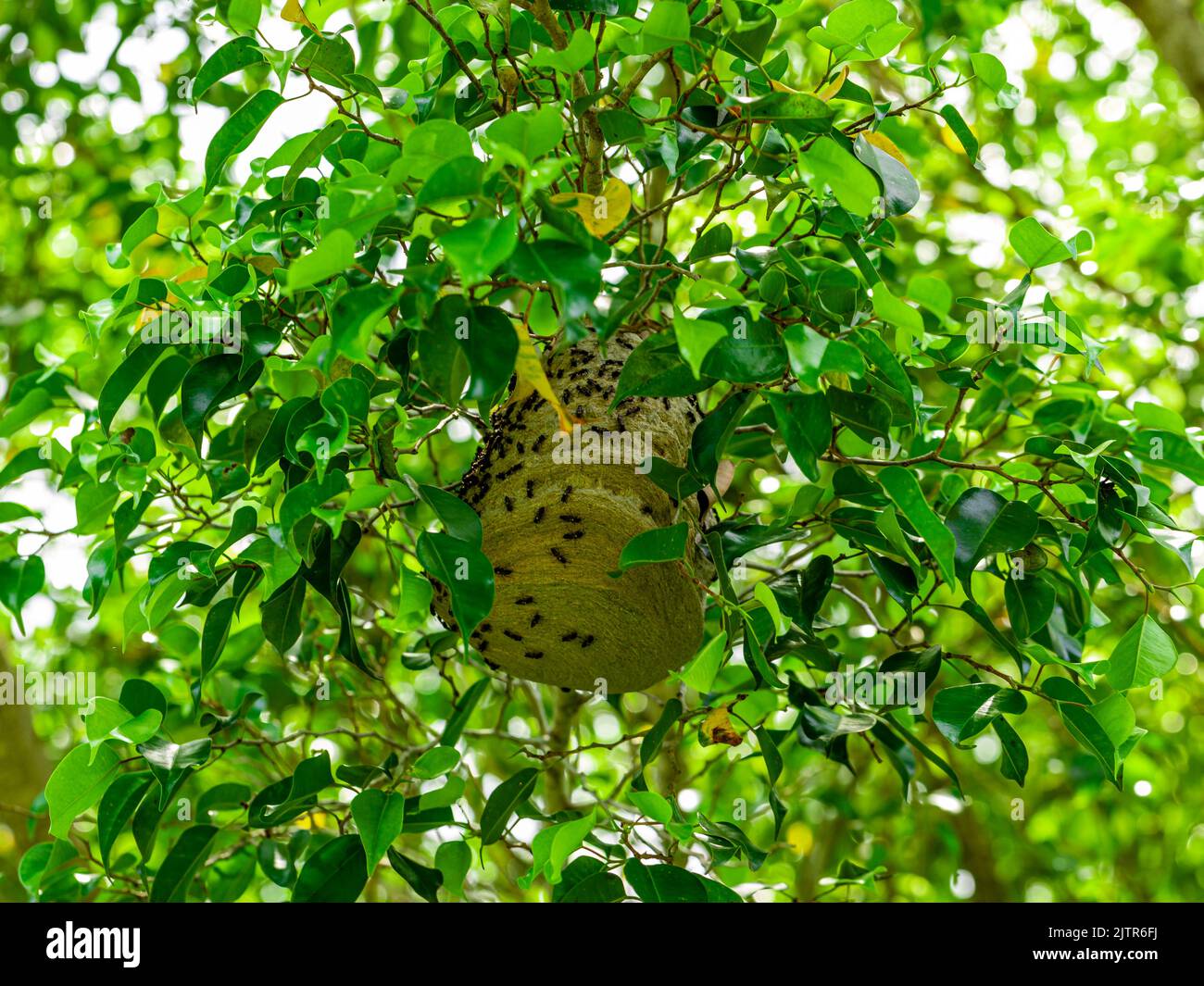 Bee nest in the middle of leaves on the branch of a tree Stock Photo ...