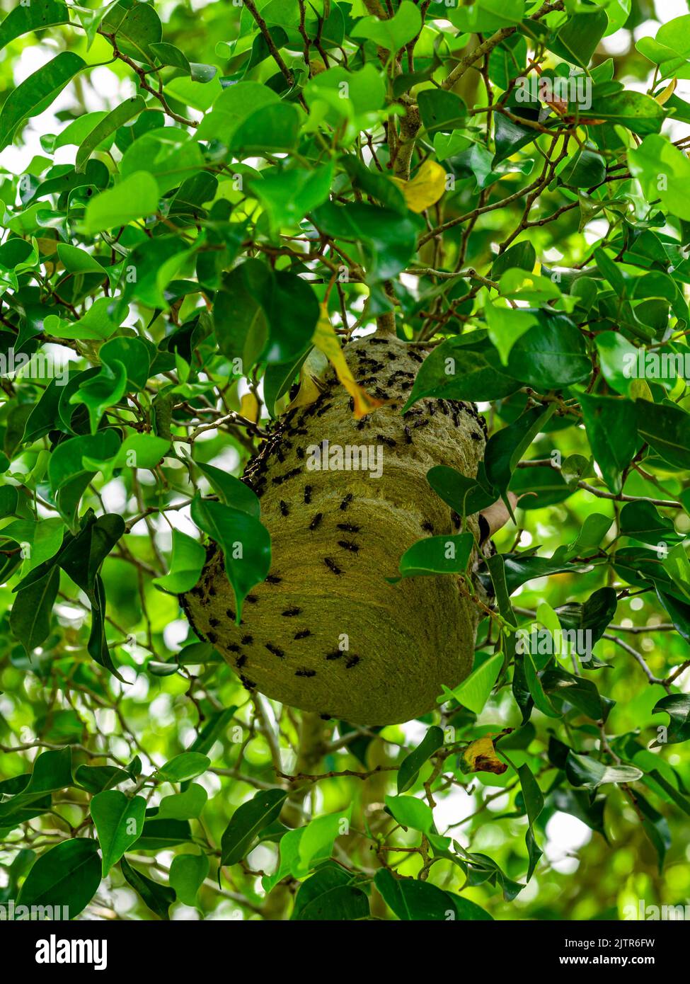 Bee nest in the middle of leaves on the branch of a tree Stock Photo ...