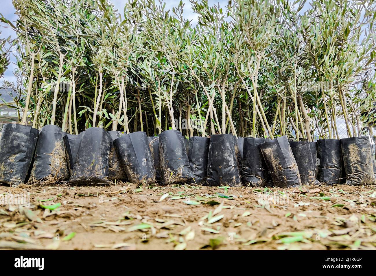 Olive tree seedlings in plant nursery prepared for sale, for landing ...