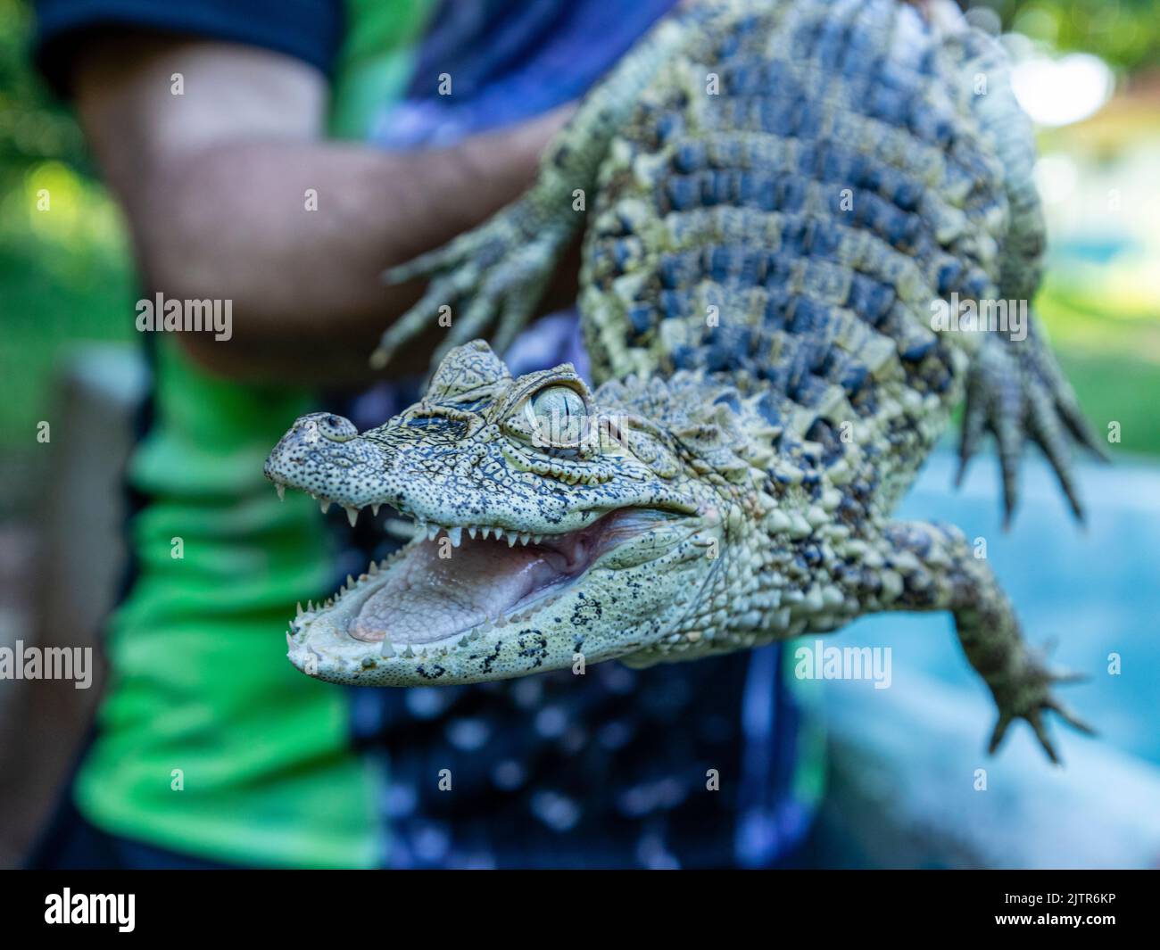 Close up on the yellow crop alligator (Caiman latirostris Stock Photo ...