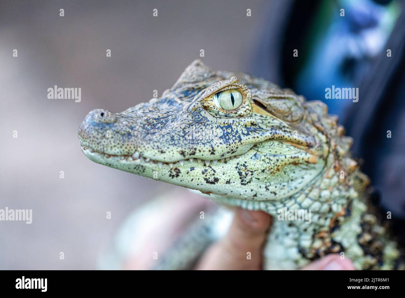 Close up on the yellow crop alligator (Caiman latirostris Stock Photo ...