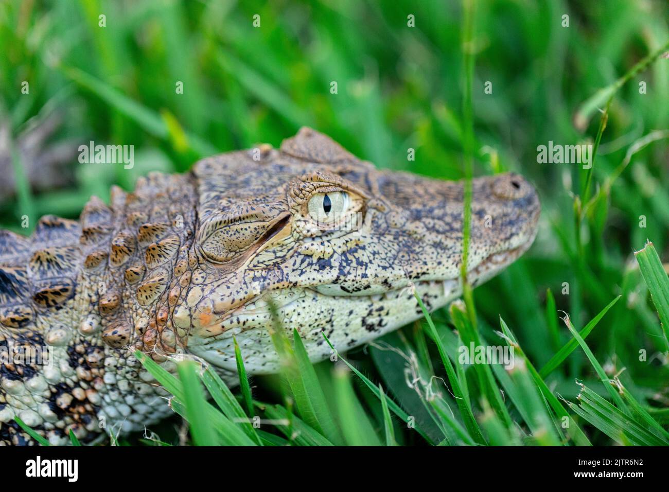 alligator, animal, animals, aquatic, armor, brazil, brazilian, caiman ...