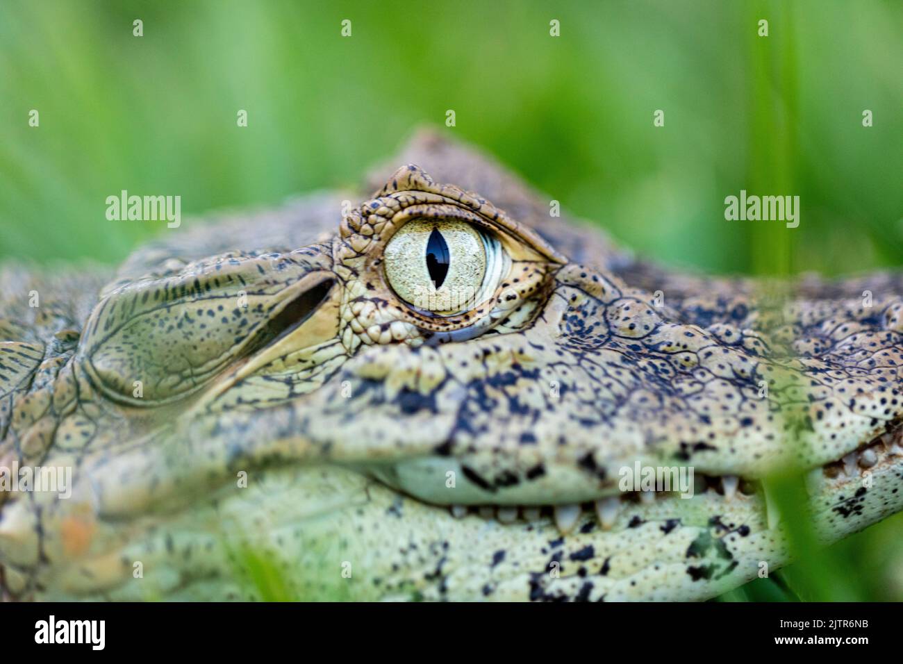 alligator, animal, animals, aquatic, armor, brazil, brazilian, caiman ...