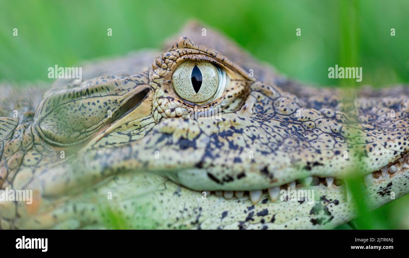 alligator, animal, animals, aquatic, armor, brazil, brazilian, caiman ...