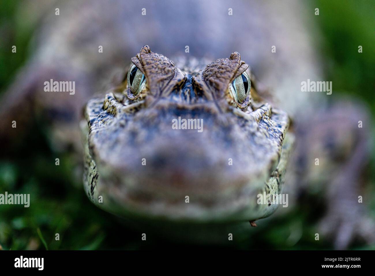 alligator, animal, animals, aquatic, armor, brazil, brazilian, caiman ...