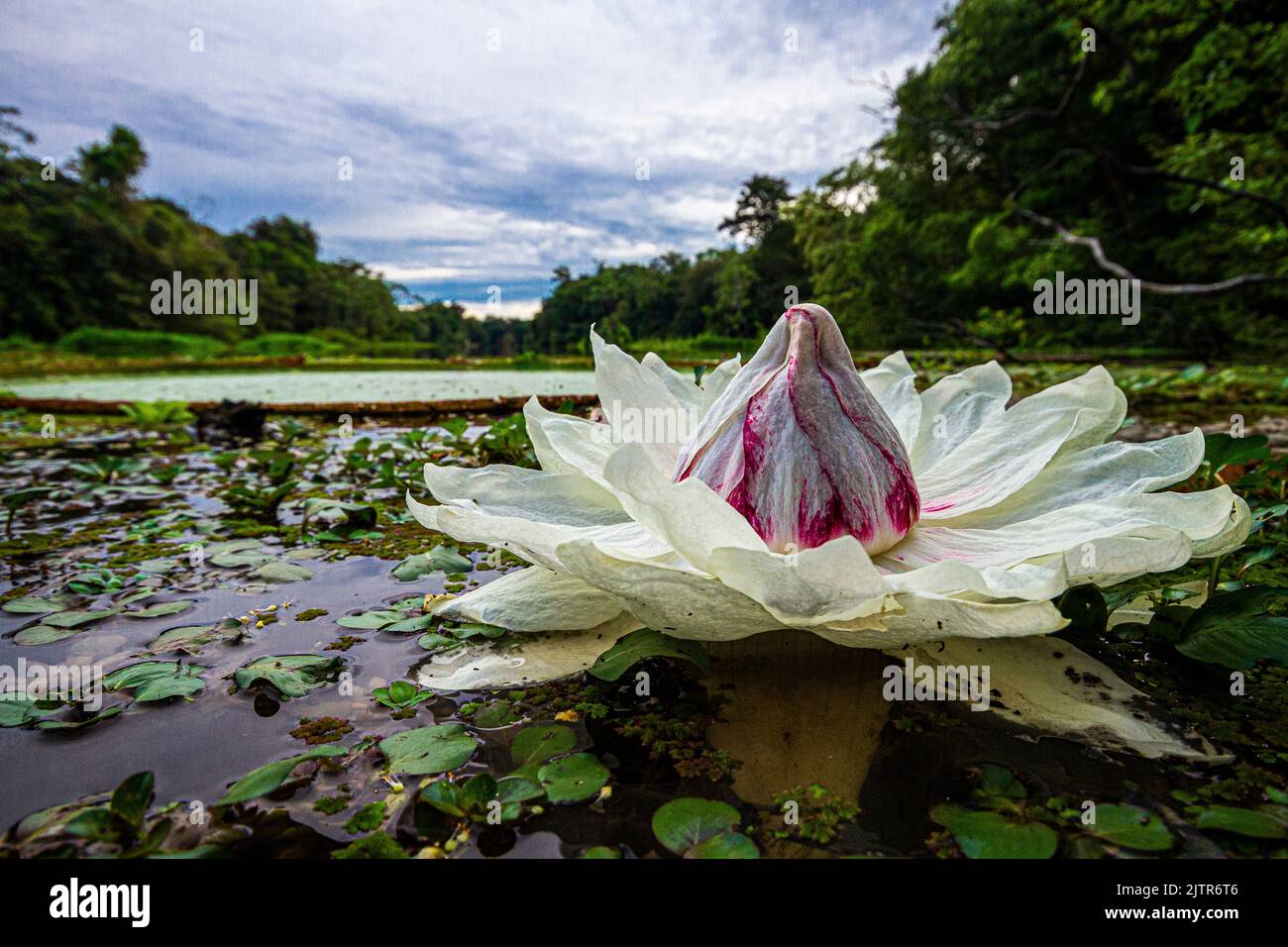 Amazon water lily hi-res stock photography and images - Alamy