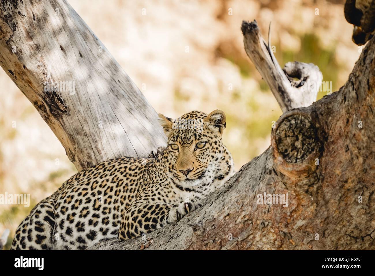 A closeup of a leopard resting on a tree Stock Photo - Alamy
