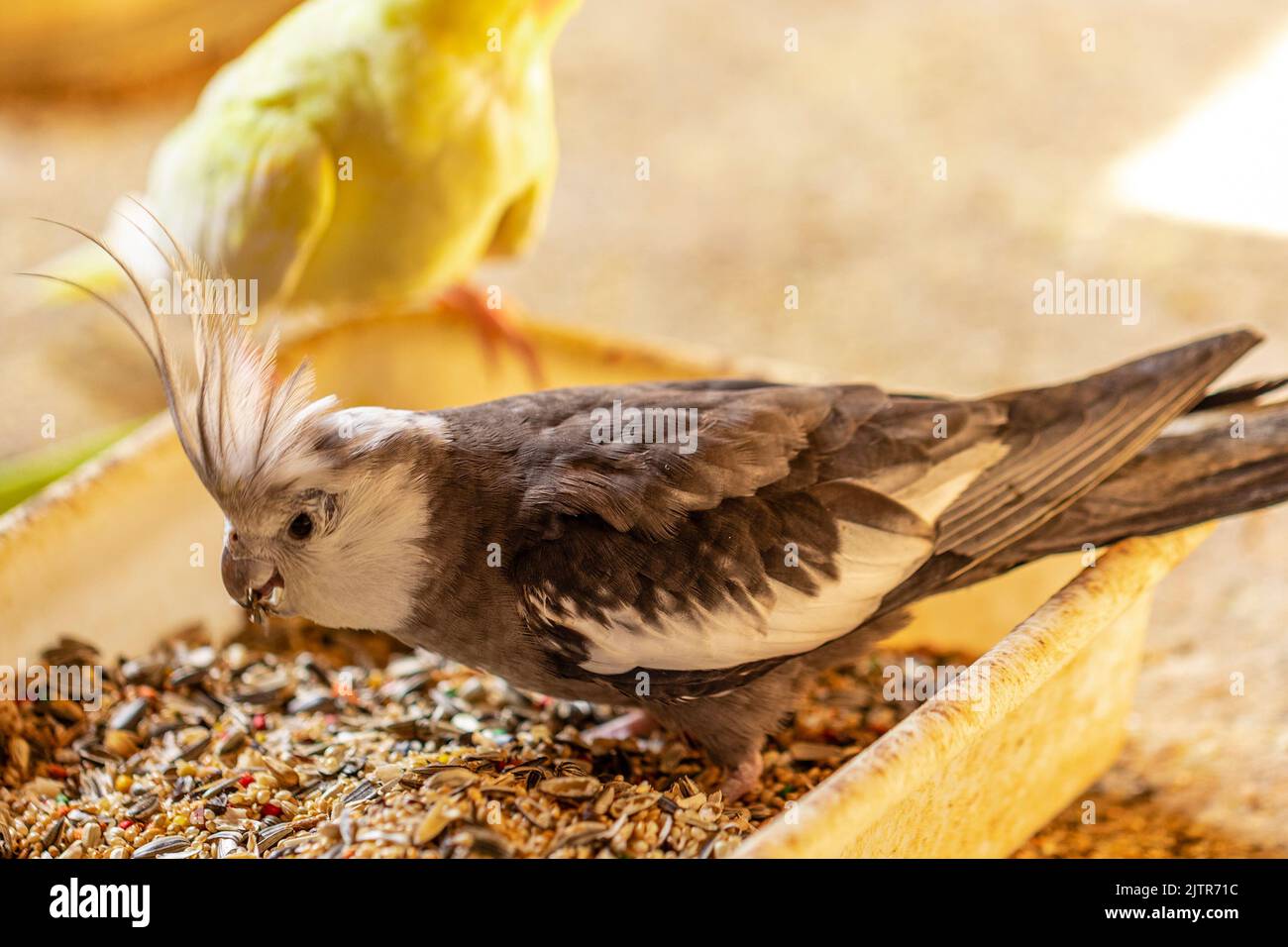 The cockatiel (Nymphicus hollandicus), also known as weiro bird, or ...