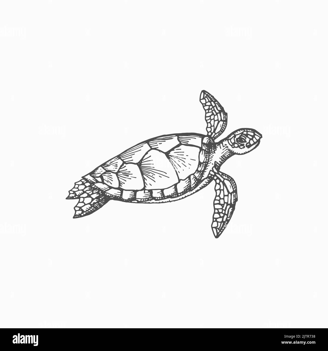 Loggerhead sea turtle illustration Stock Vector Images - Alamy
