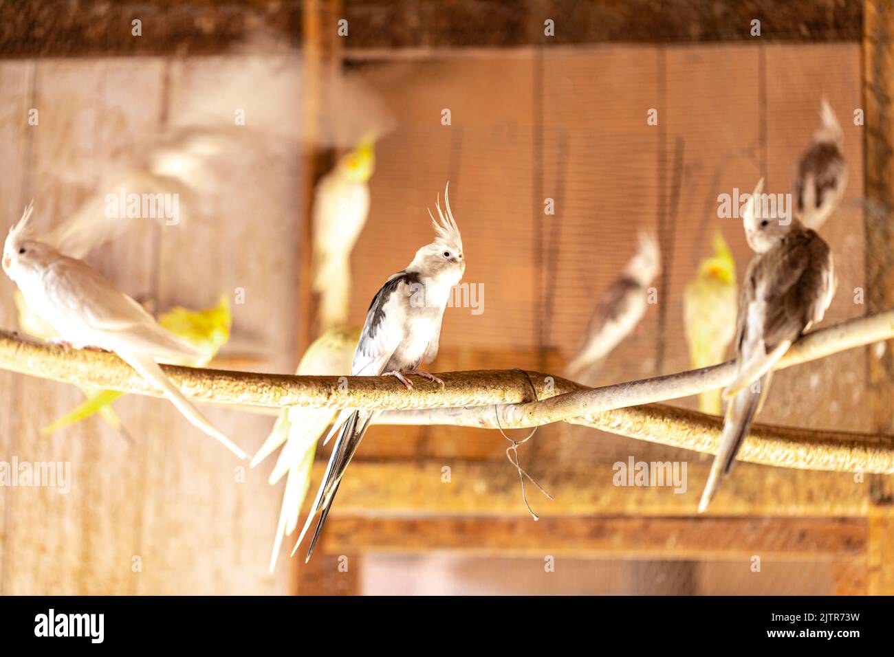 The cockatiel (Nymphicus hollandicus), also known as weiro bird, or ...