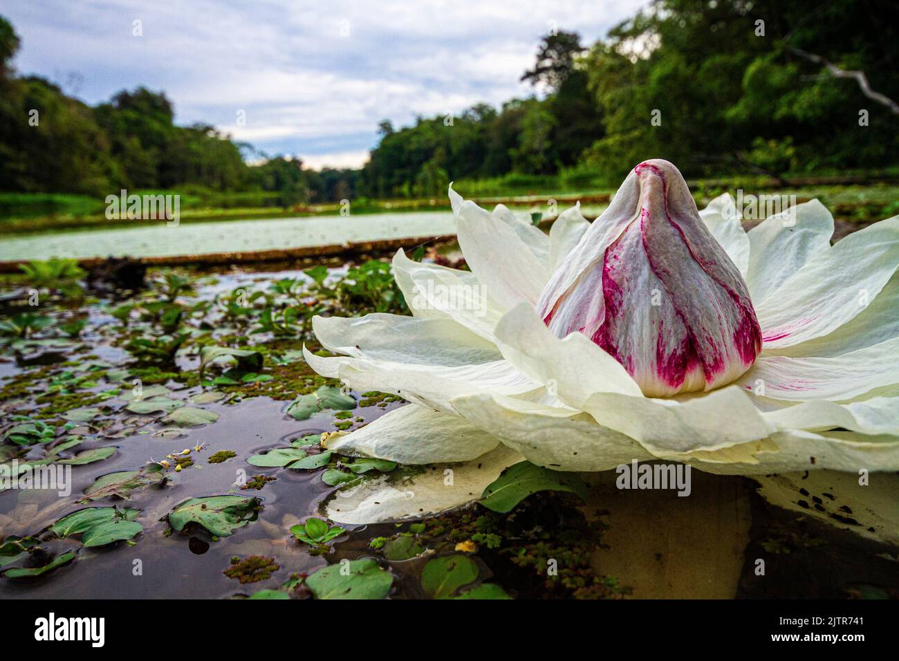Amazon water lily hi-res stock photography and images - Alamy