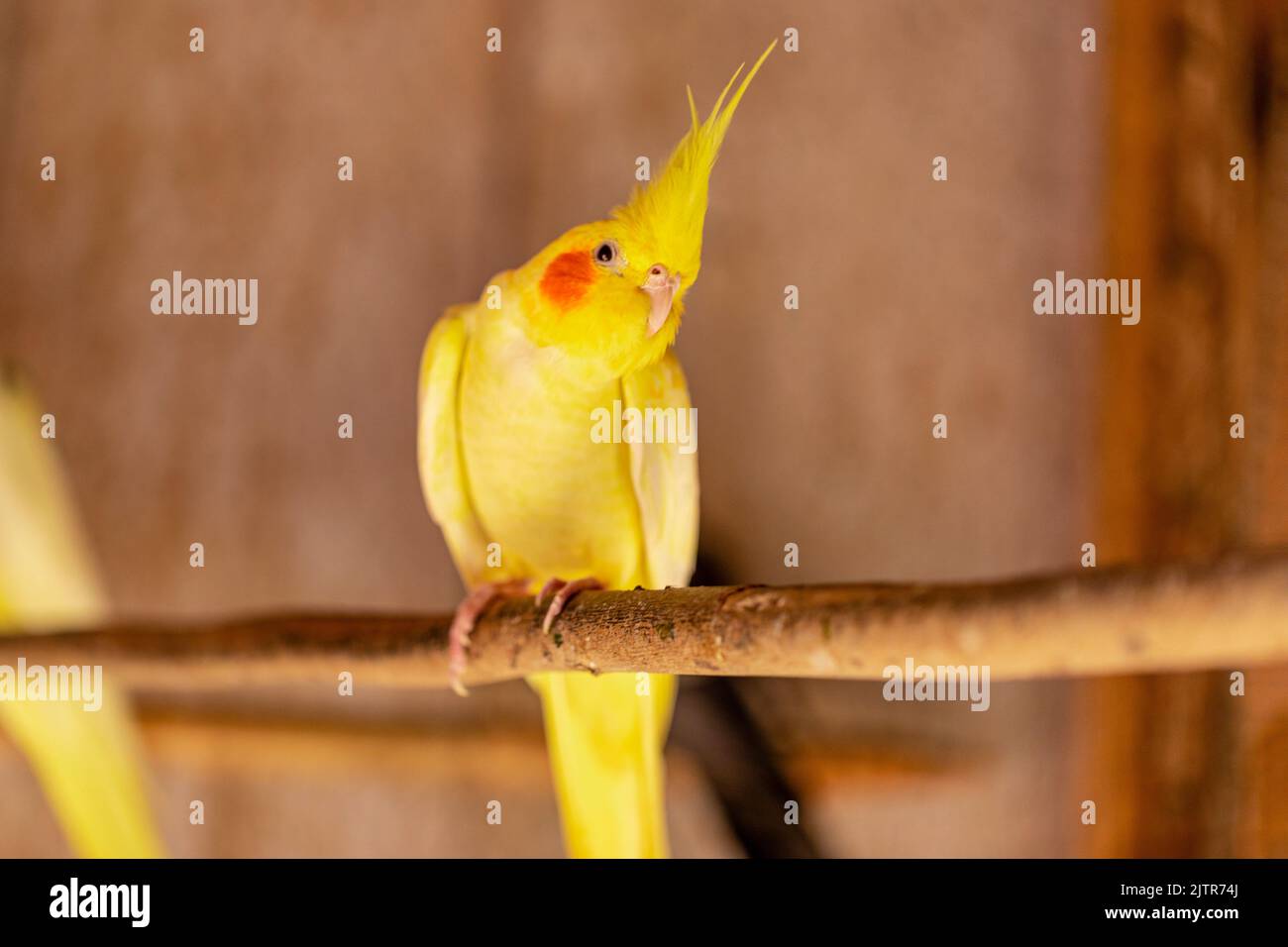 The cockatiel (Nymphicus hollandicus), also known as weiro bird, or ...