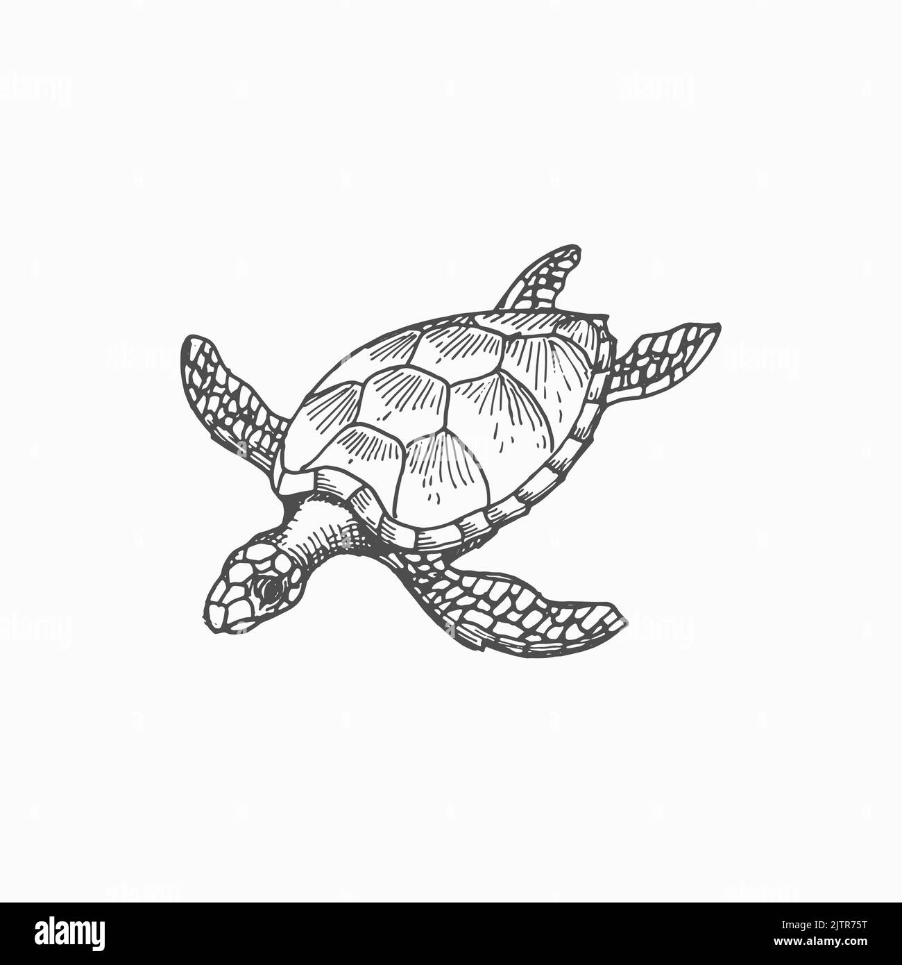 Loggerhead sea turtle isolated marine animal monochrome sketch icon ...