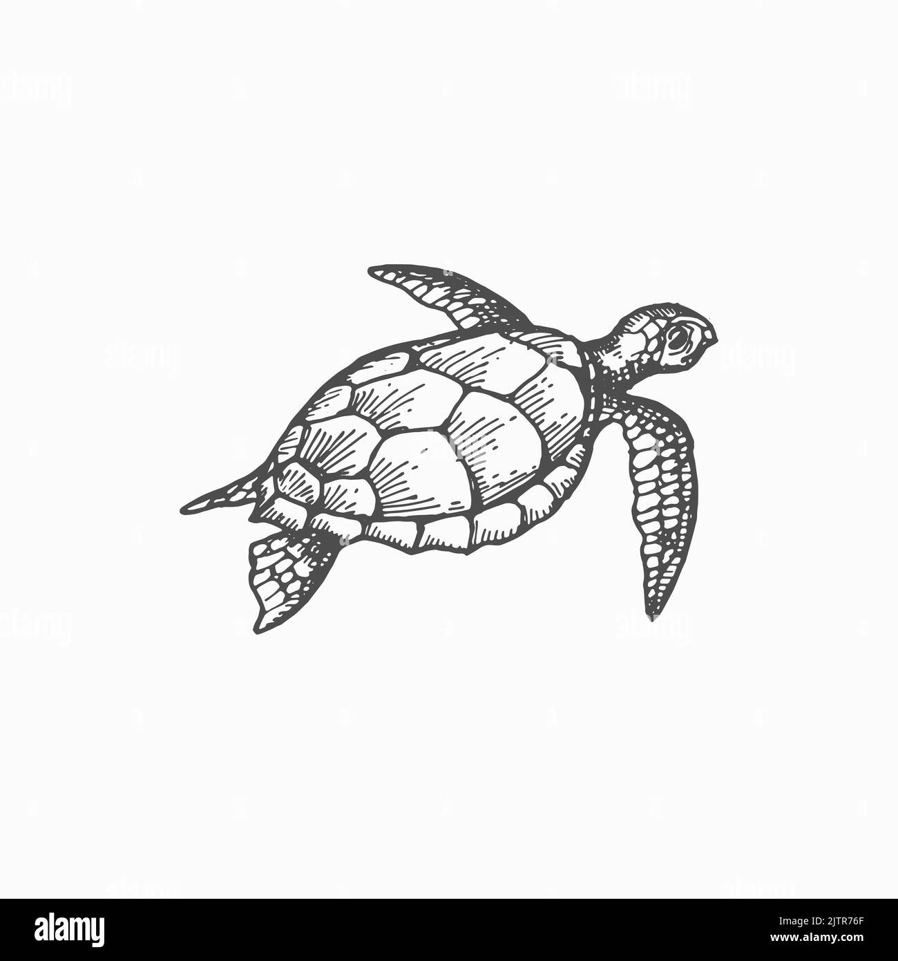 Leatherback sea turtle isolated marine underwater animal monochrome ...
