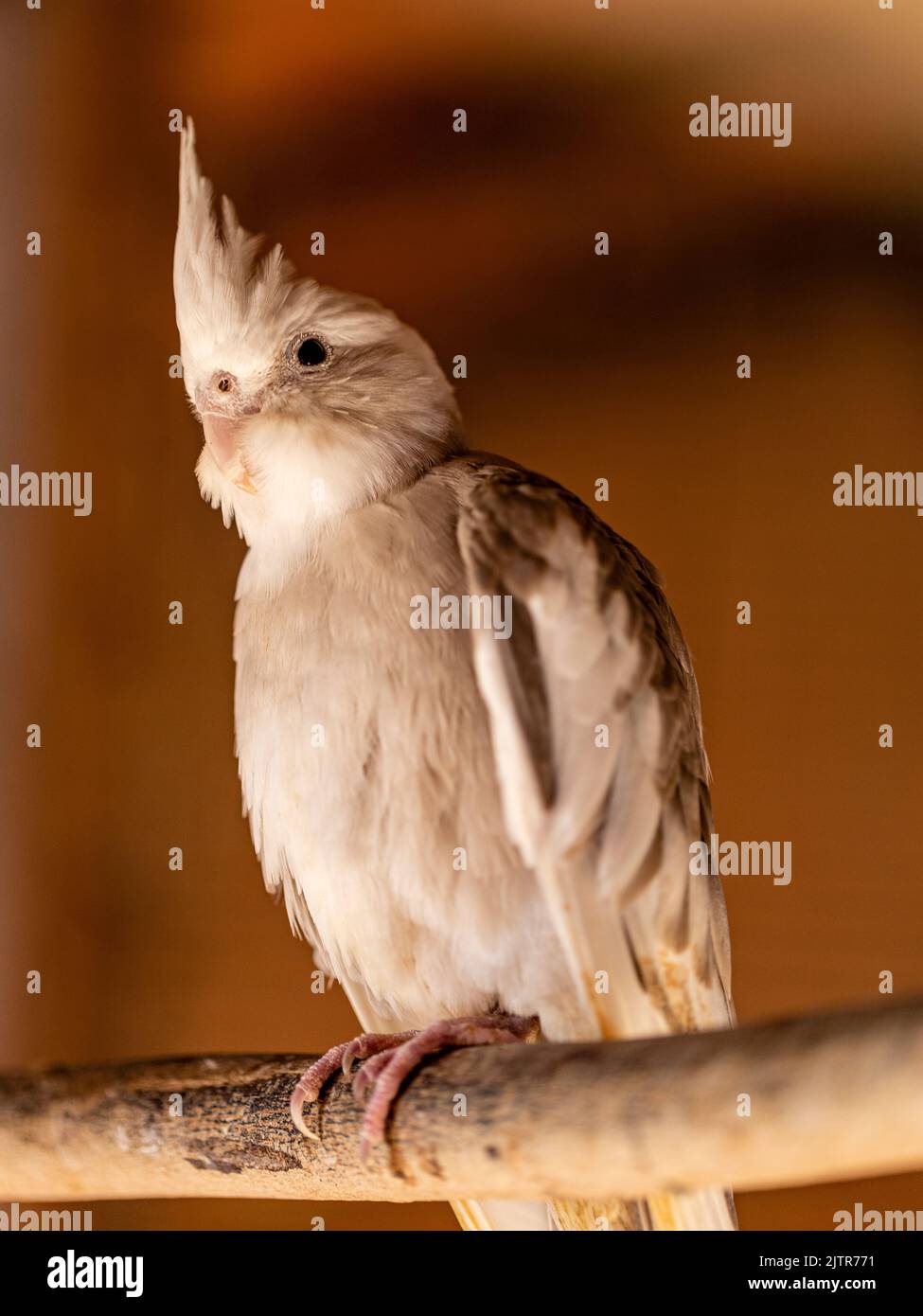 The cockatiel (Nymphicus hollandicus), also known as weiro bird, or ...