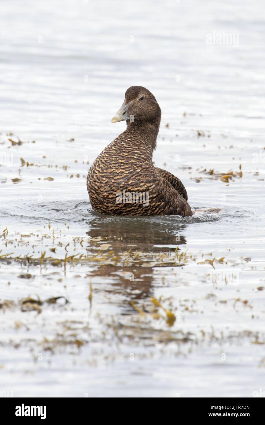 Swimming eiders hi-res stock photography and images - Alamy