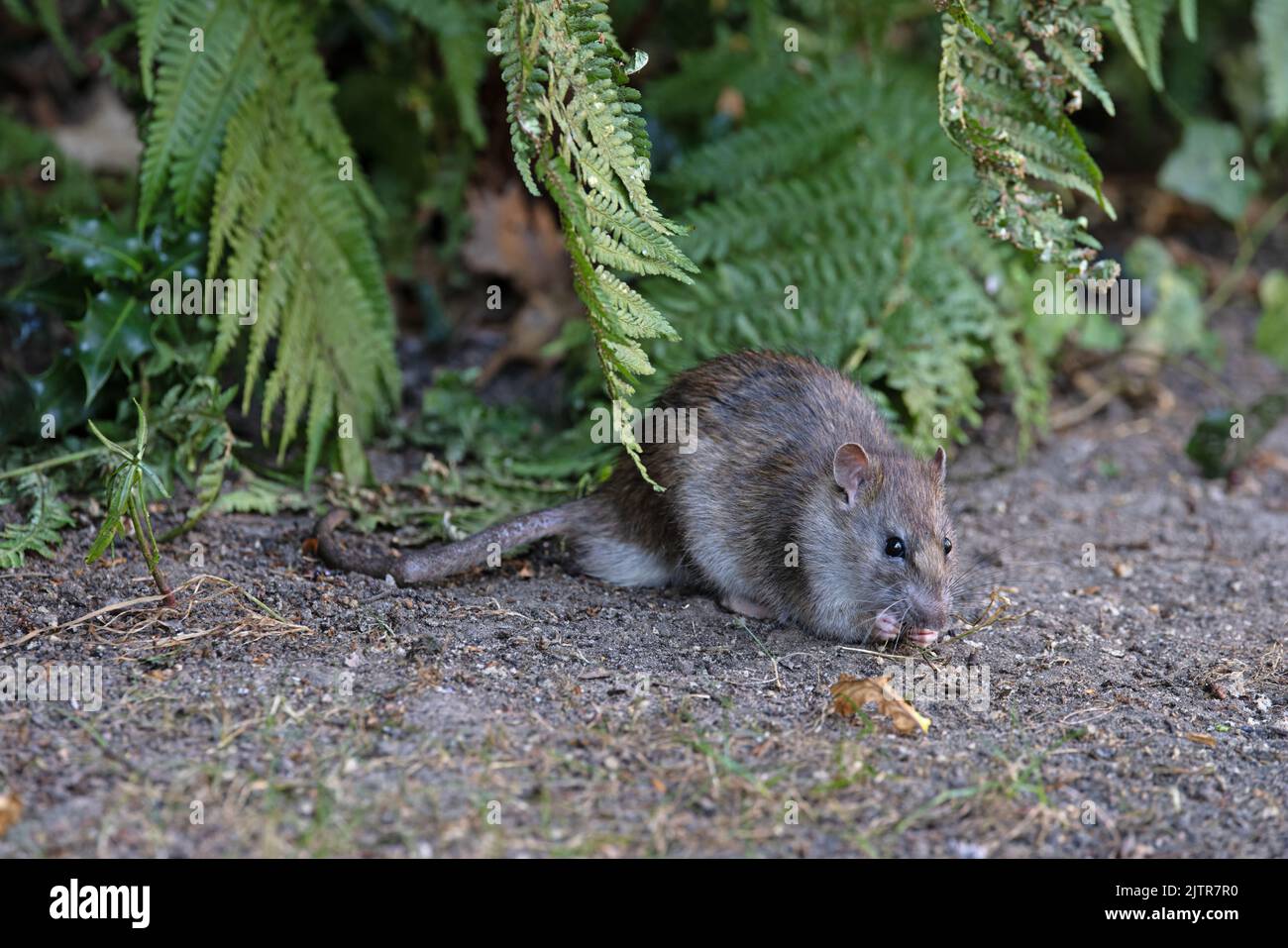 Brown Common Sewer Hanover Norway Norwegian Wharf Rat (Rattus ...