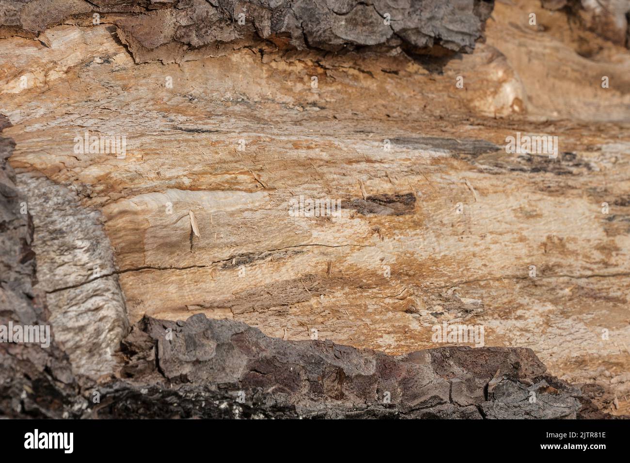 Stripped Tree Bark damaged by grey squirrels Stock Photo - Alamy