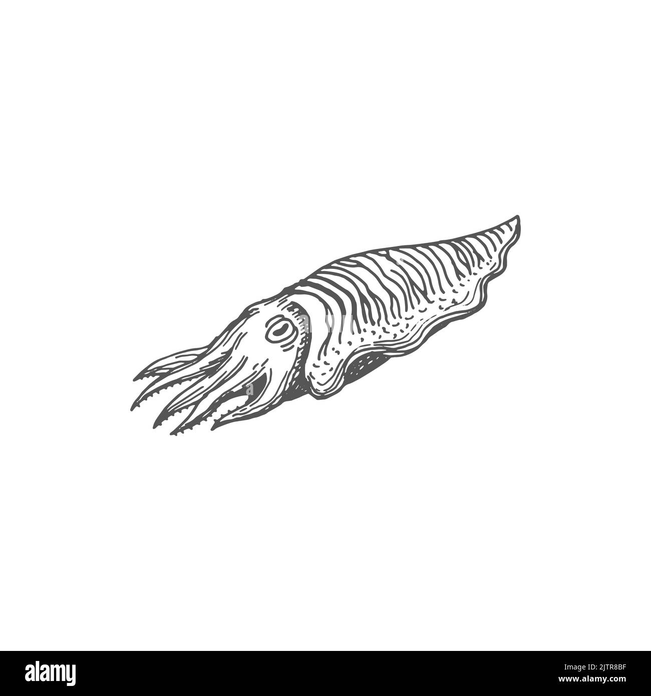 Cuttlefish, nautilus mollusc isolated seafood product monochrome icon ...