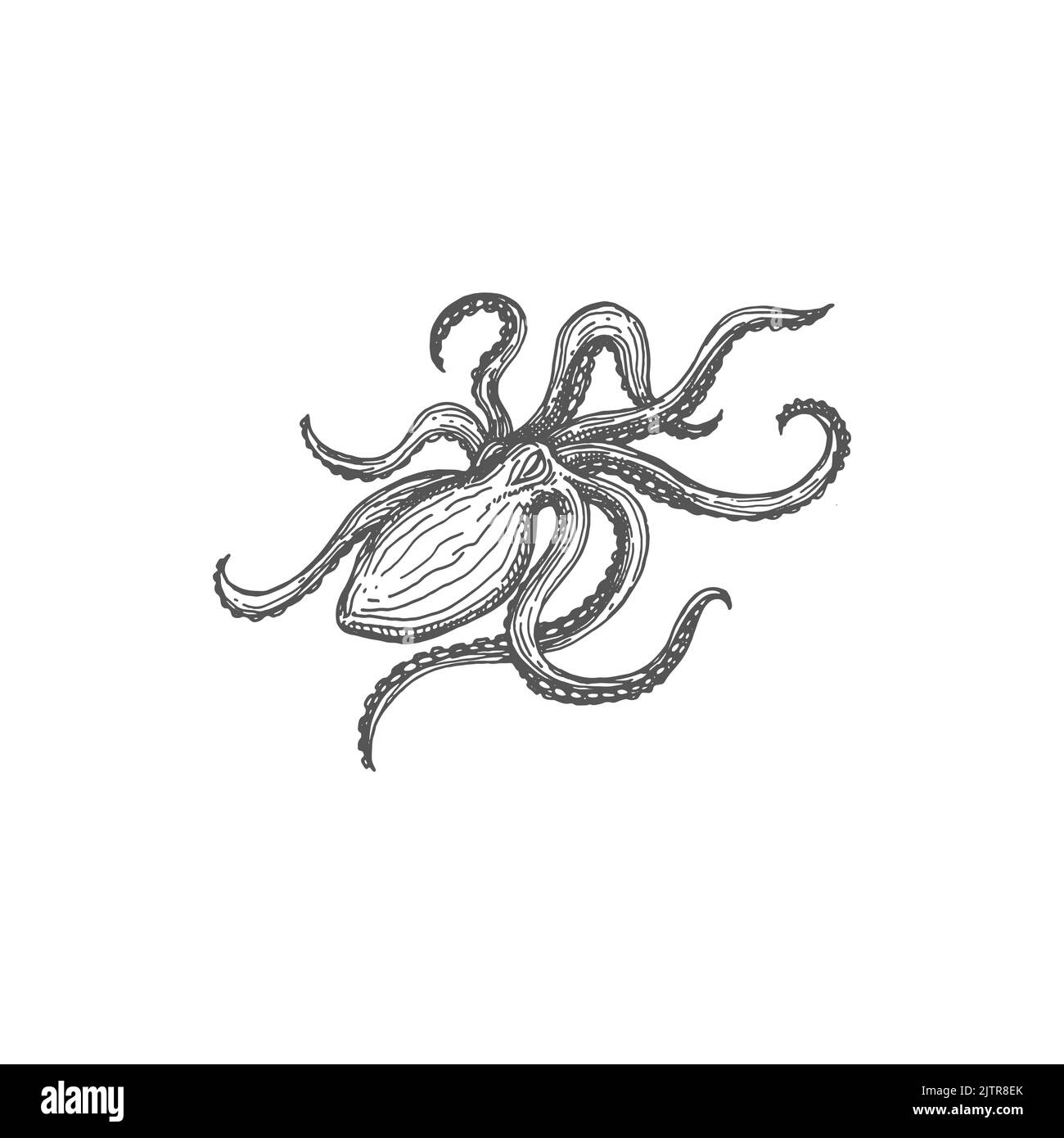 Retro octopus marine animal isolated eight-limb mollusk. Vector ...