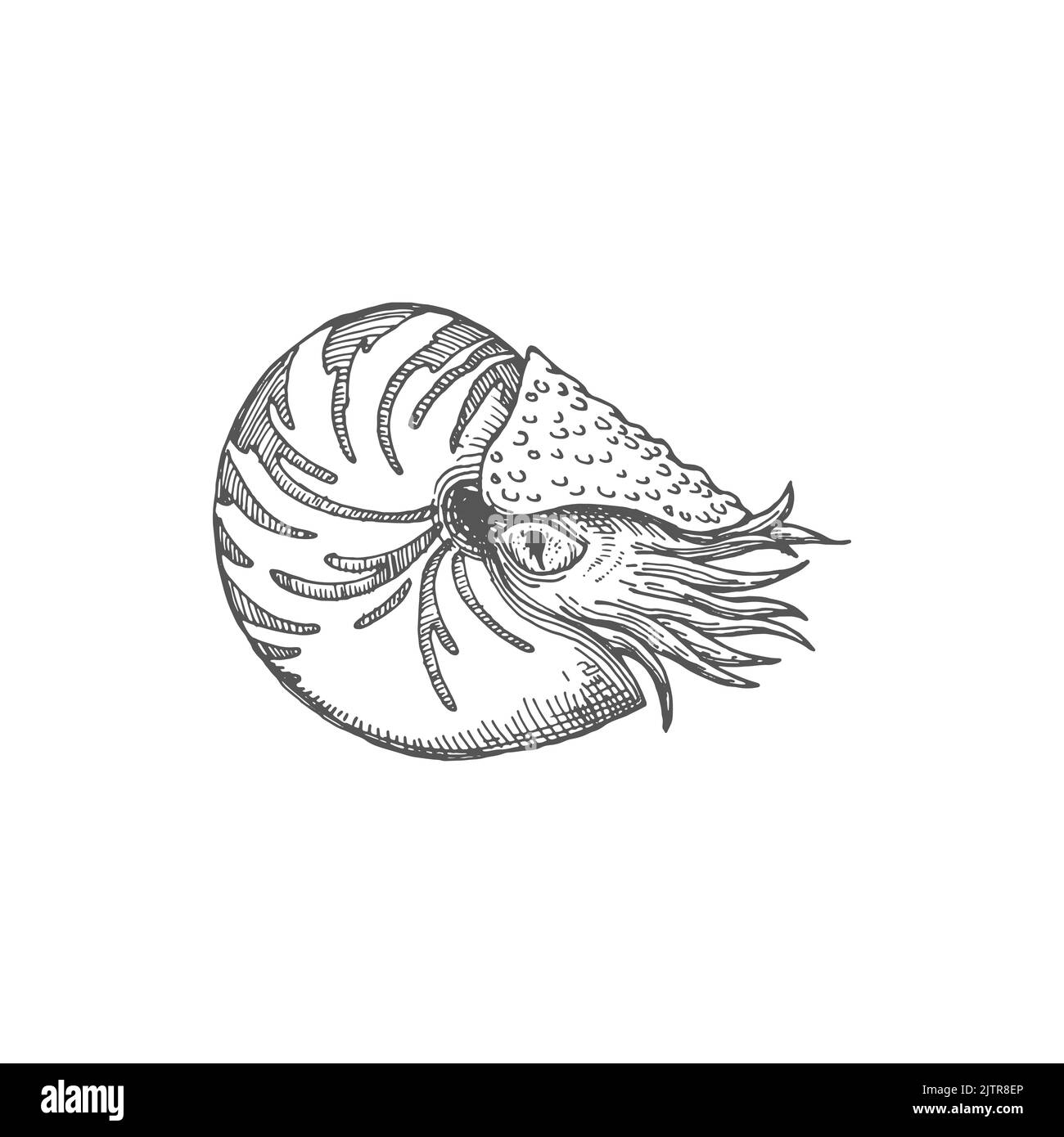 Neverita duplicata gastropod mollusc isolated nautilus pompilius ...