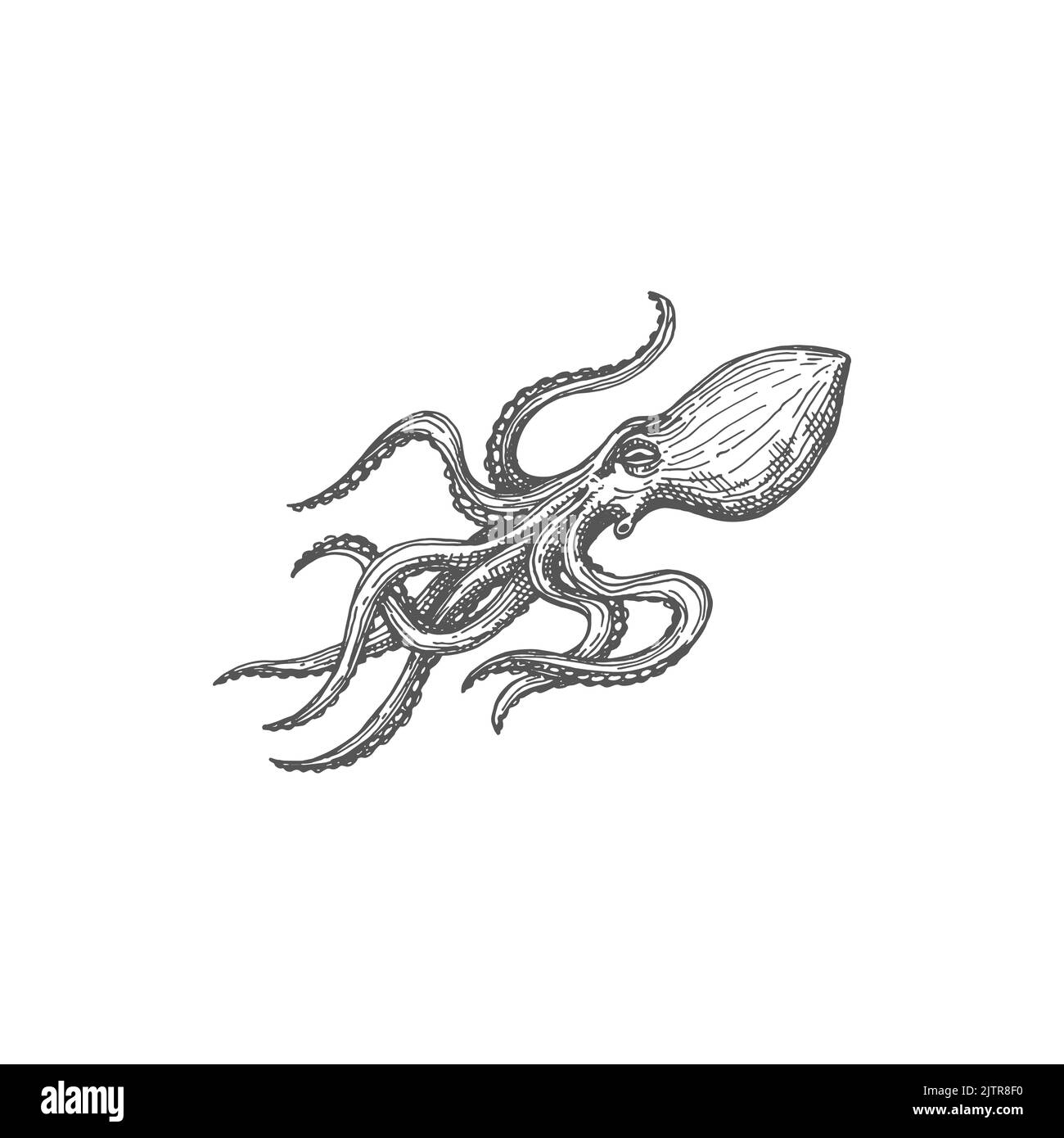 Devilfish sketch, vintage octopus marine creature isolated monochrome ...