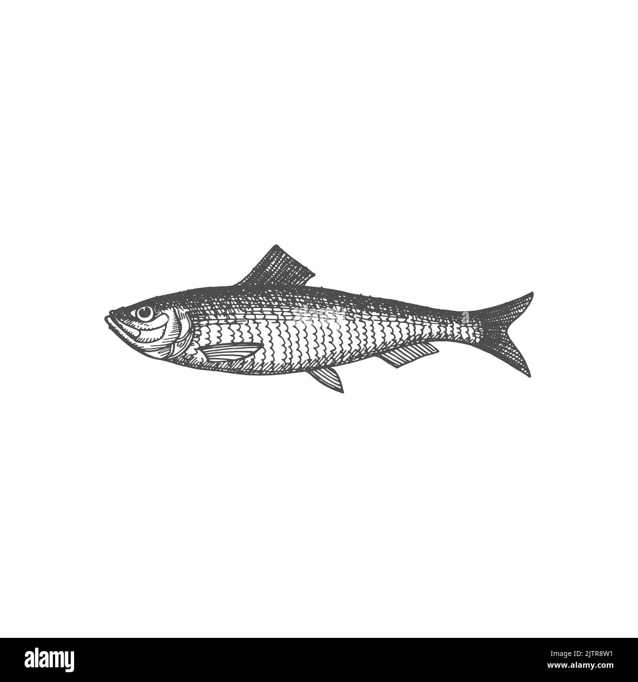 Baltic herring underwater Cut Out Stock Images & Pictures - Alamy