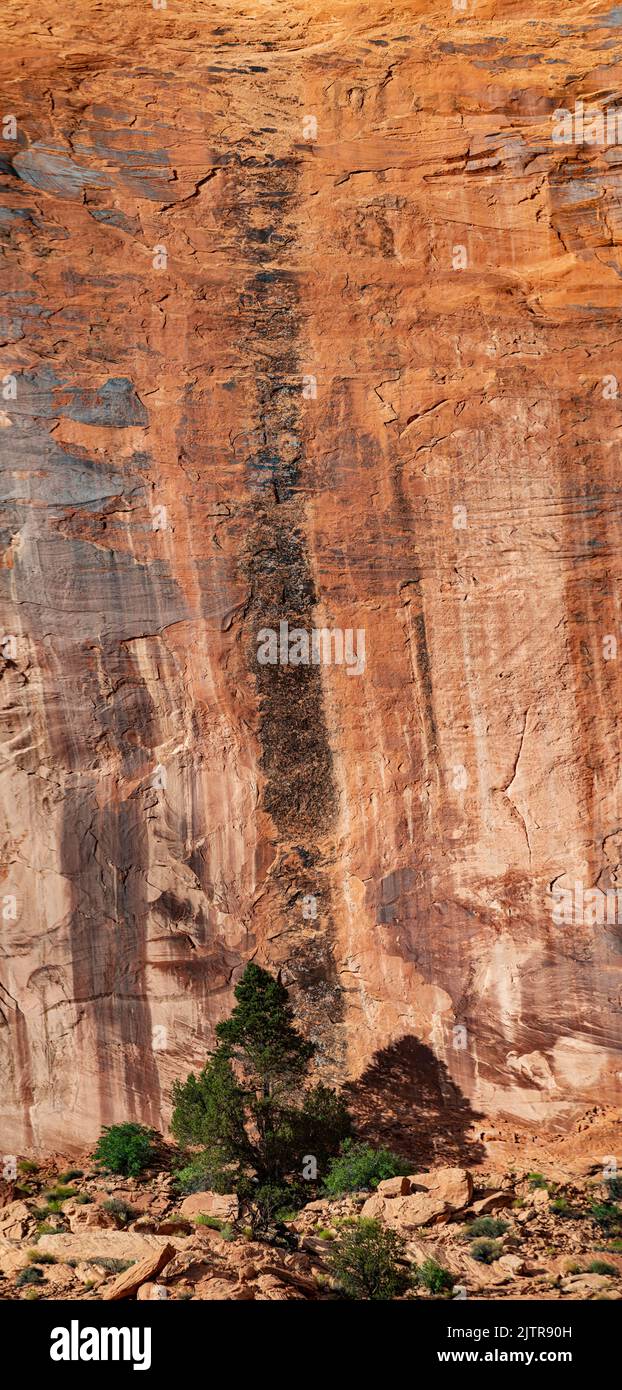 Desert varnish on a canyon wall and a tree contrast in this vertical ...