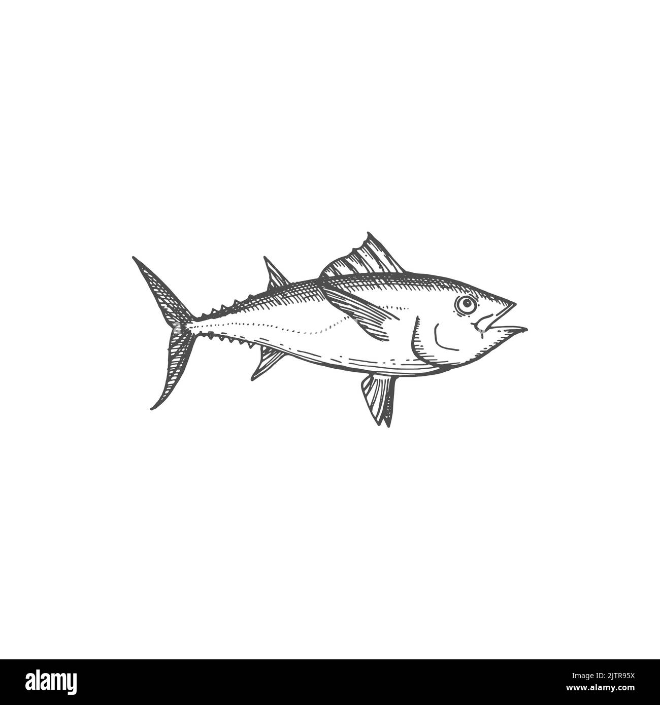 Bluefin tuna fish thunnus thynnus Black and White Stock Photos & Images ...