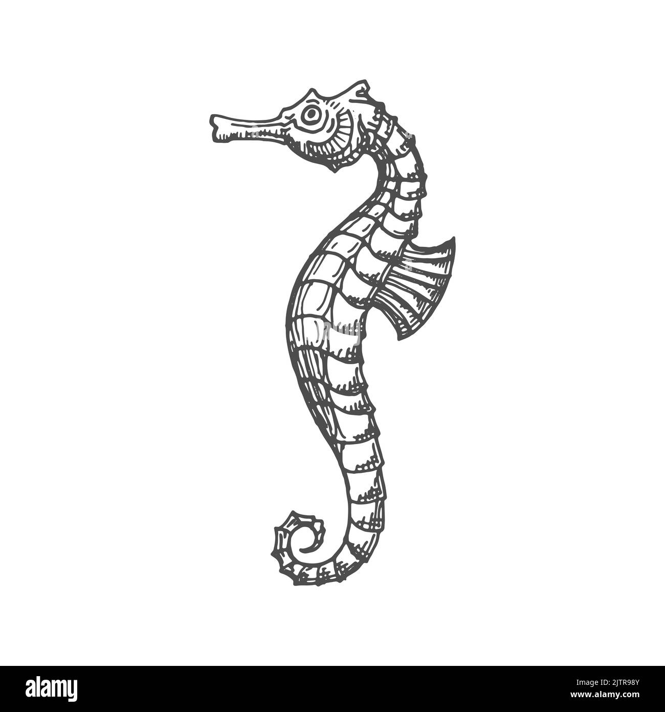Marine seahorse isolated small fish with curved tail and flippers ...