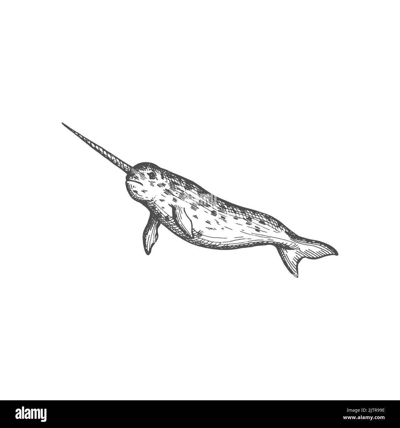 Narwhal or narwhale underwater marine animal, big fish with sharp nose ...