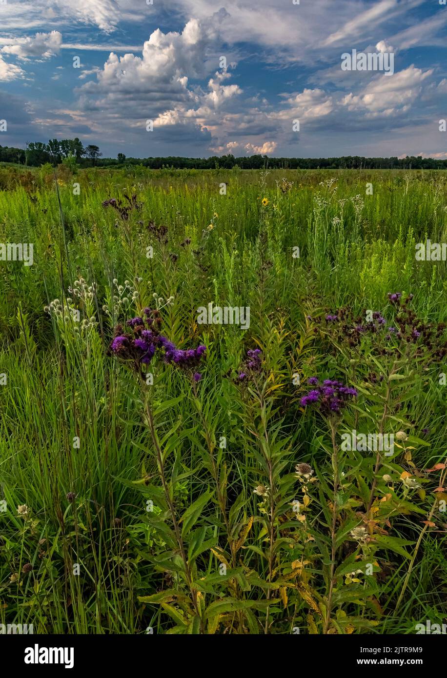Illinois prairie wildflowers hi-res stock photography and images - Alamy