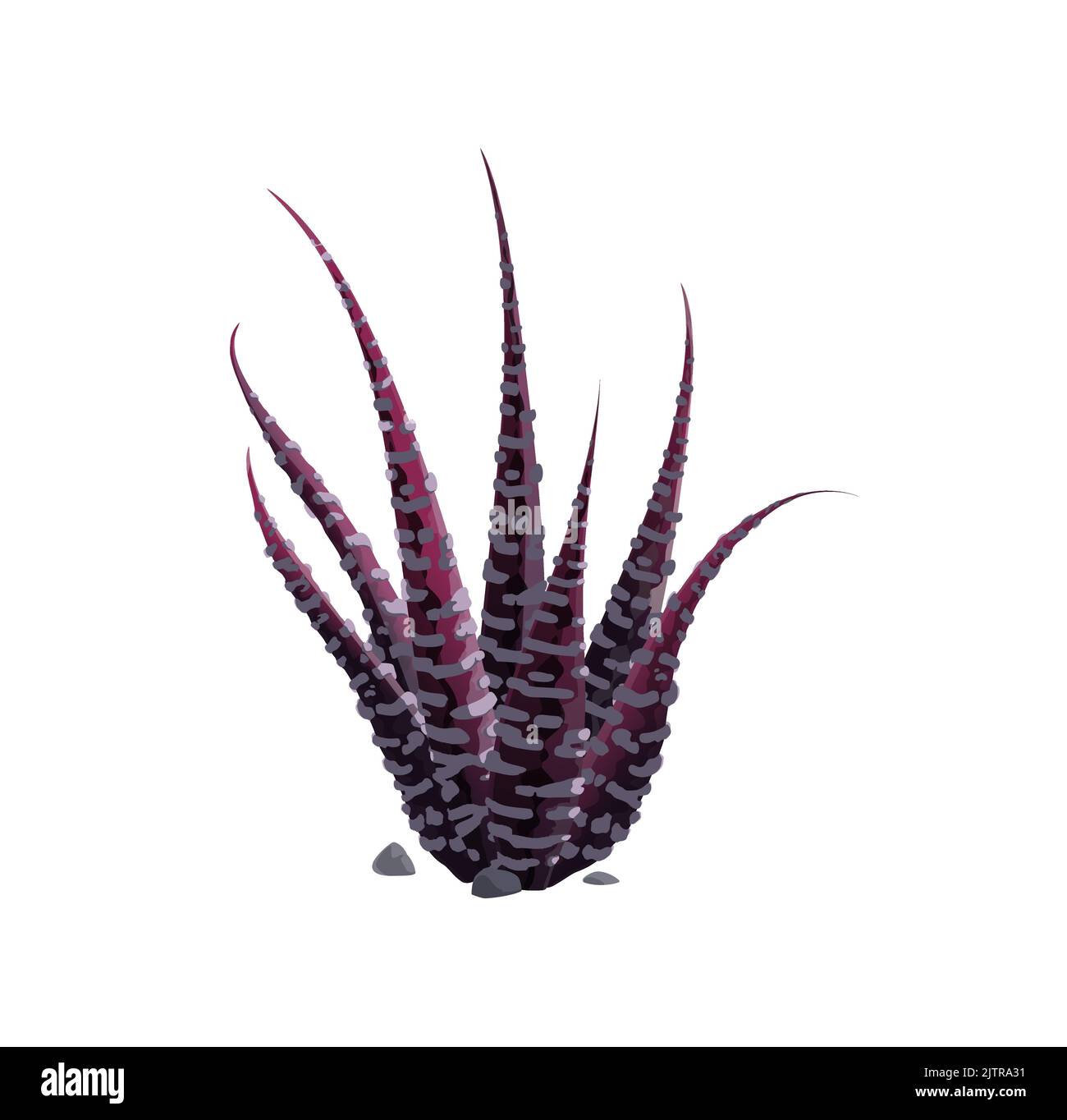 Maguey liso hi-res stock photography and images - Alamy