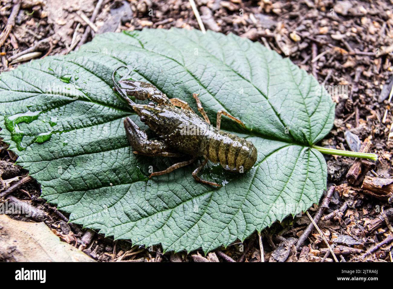 The one small crayfish sit on the green leaf against background ...