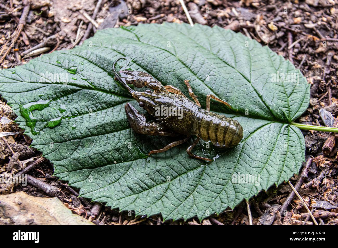 The one small crayfish sit on the green leaf against background ...