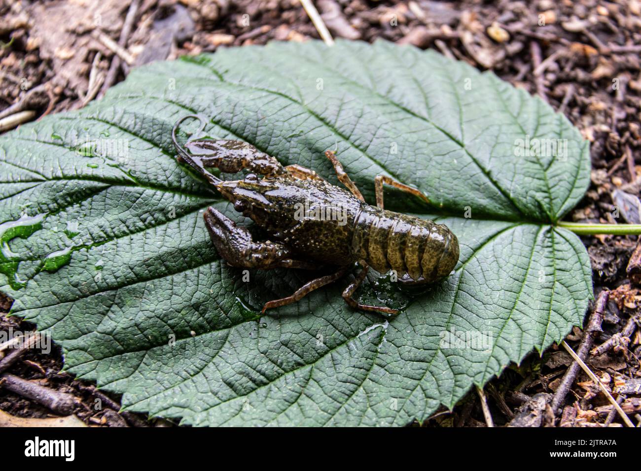 The one small crayfish sit on the green leaf against background ...