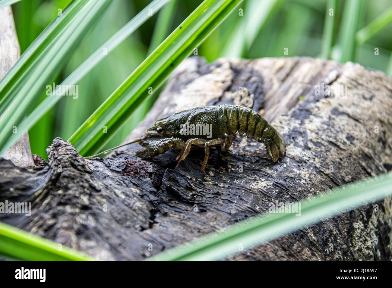 The small crayfish move on the tree against background. Crayfish on the ...