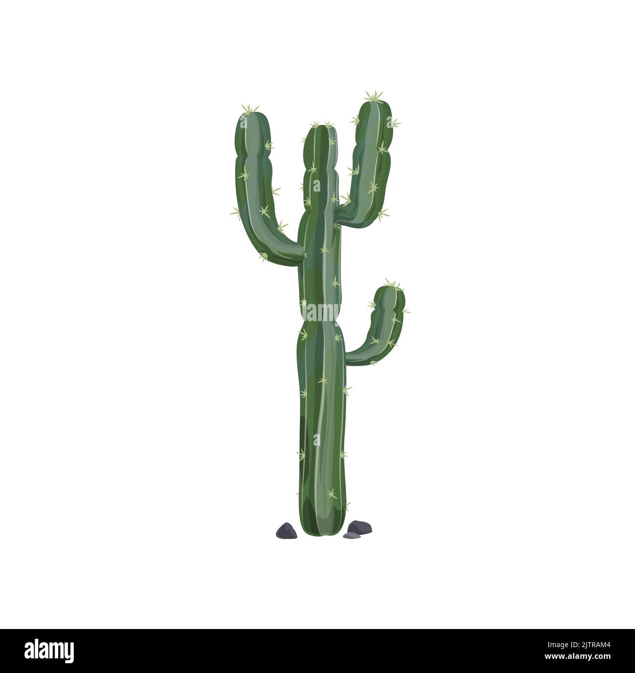 Mexican giant cardon or elephant cactus, western cactus tropical ...