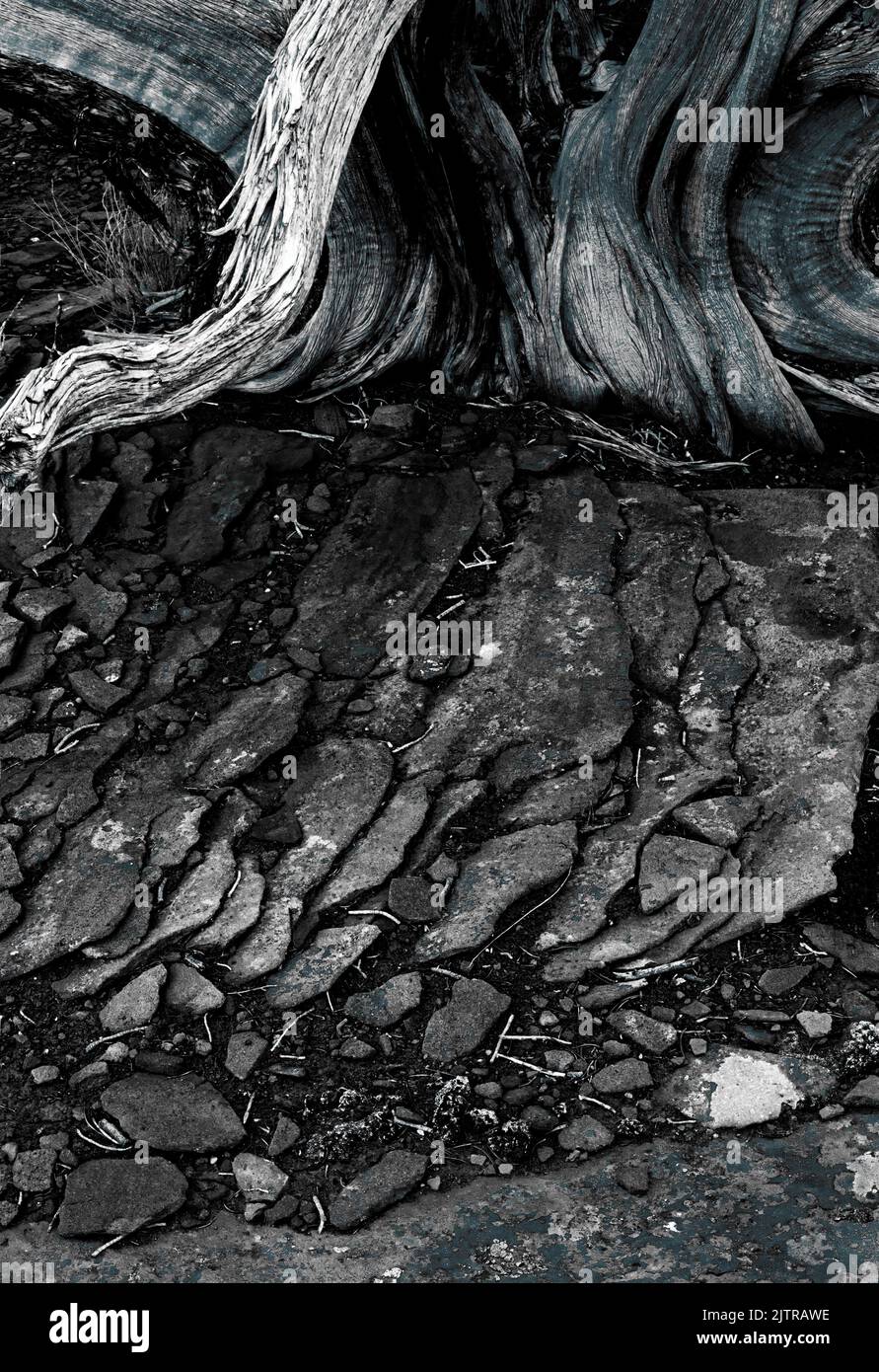 Utah Juniper grows out of cracks in very friable rock in the Colorado ...