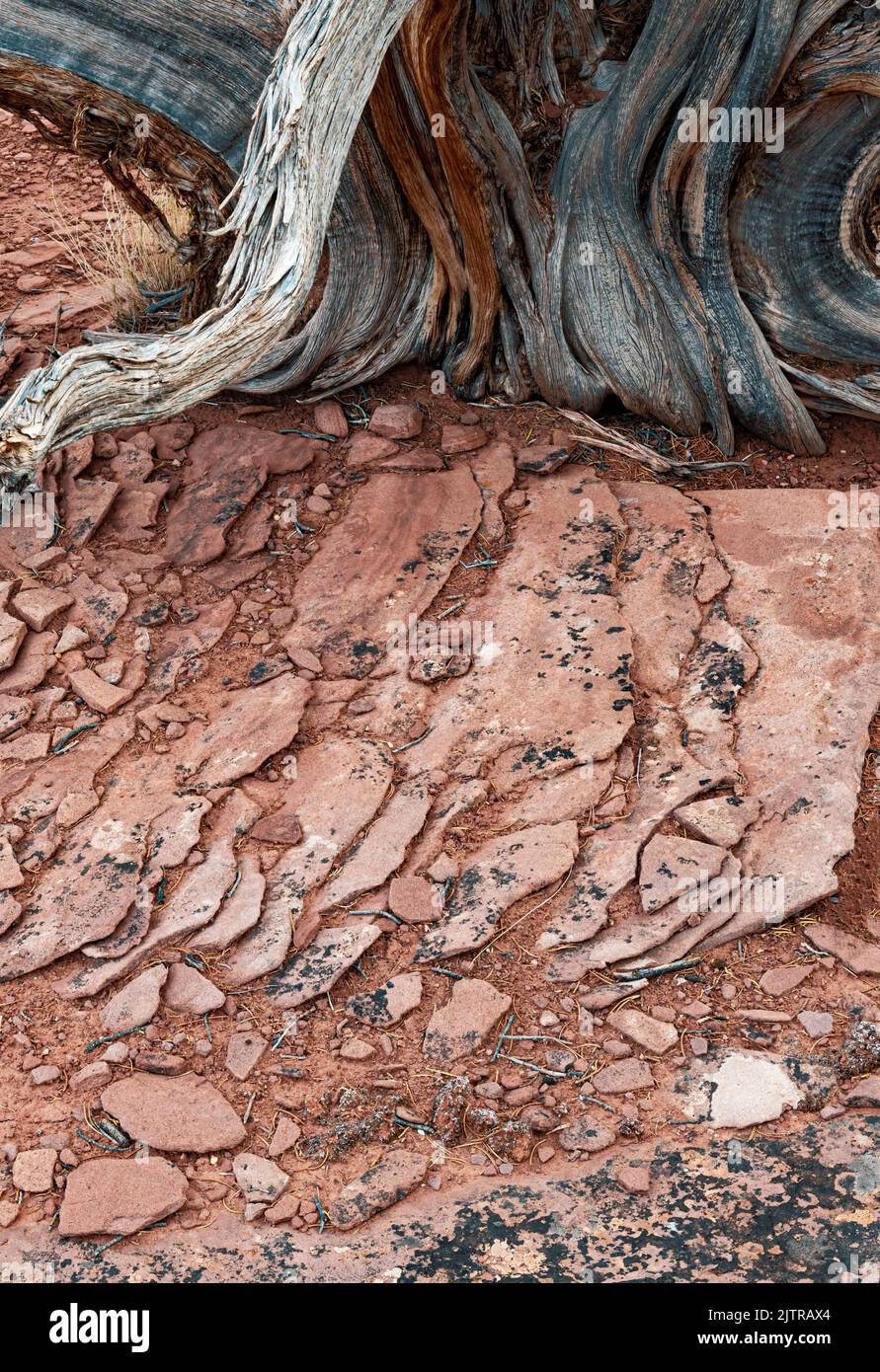 Utah Juniper grows out of cracks in very friable rock in the Colorado ...