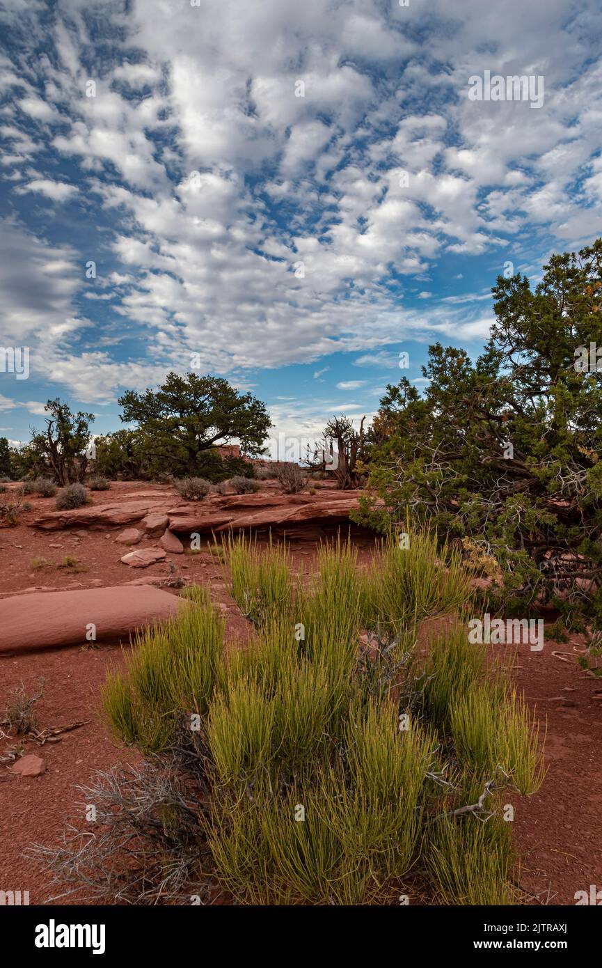 Green Ephedra and Popcorn Clouds dominate the desert scene at ...