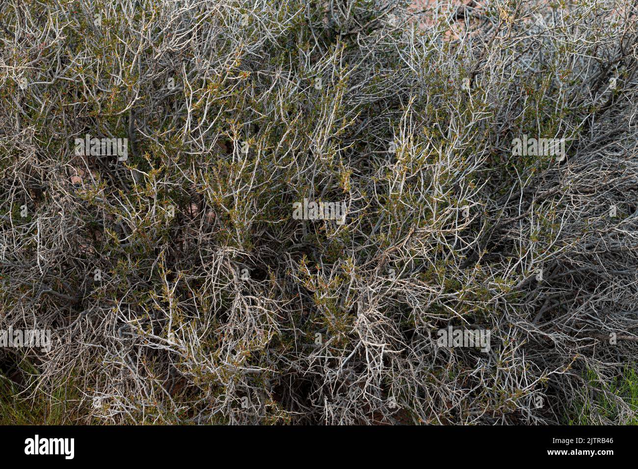 Sagebrush full frame and close up reveals patterns in it's branching ...