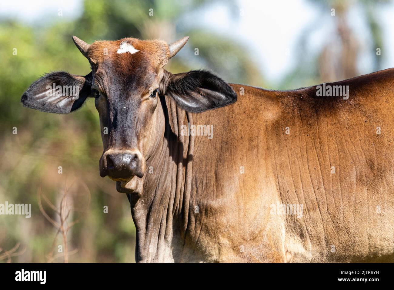 Portrait of an ox confined in the auction stall stable Stock Photo - Alamy