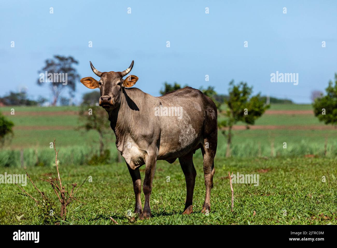 Portrait of an ox confined in the auction stall stable Stock Photo - Alamy