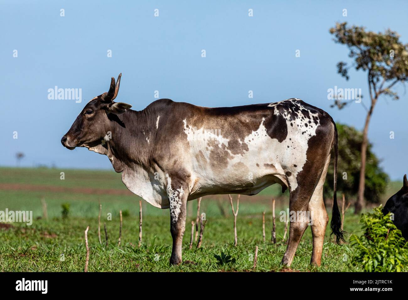 Portrait of an ox confined in the auction stall stable Stock Photo - Alamy