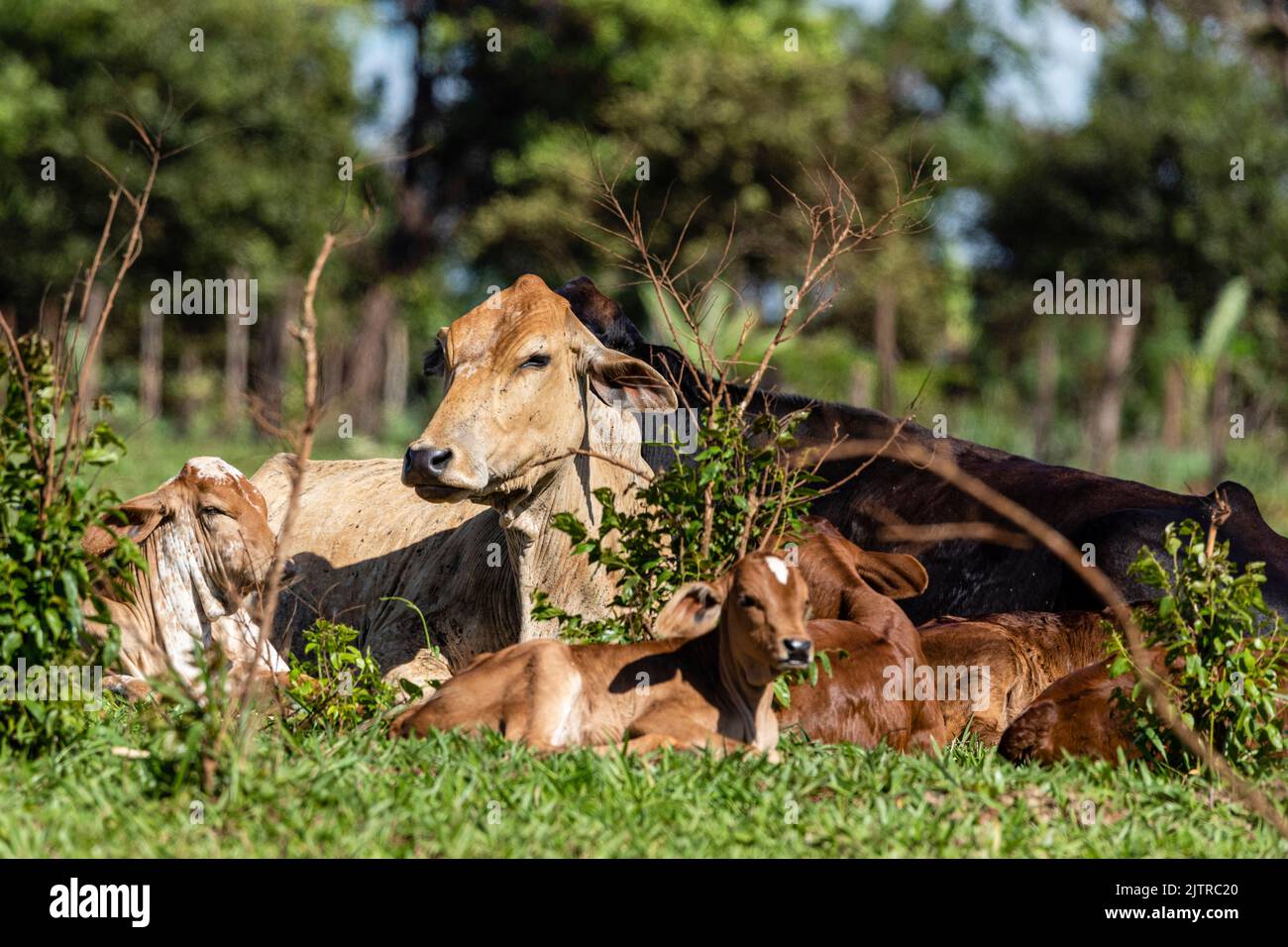 Cattle, or cows, are the most common type of large domesticated ...